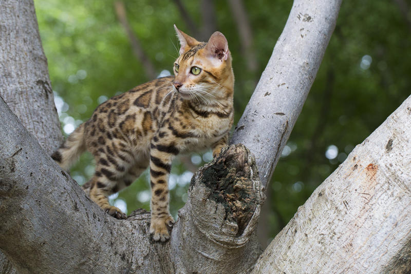 IN SEARCH OF THE CLOUDED LEOPARD | Oxford Alumni